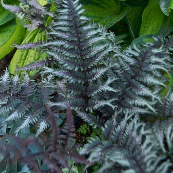 Japanese Painted Fern ‘Crested Surf’ – Farwest Show | Portland, Oregon