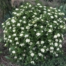 MINI MAN™ Dwarf Manchurian Viburnum – Farwest Show | Portland, Oregon