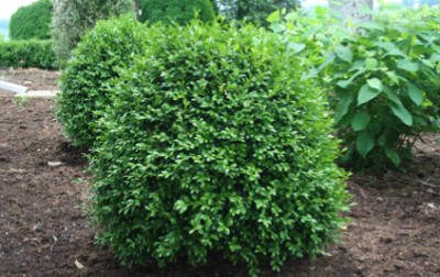 NewGen Independence® Boxwood – Farwest Show | Portland, Oregon