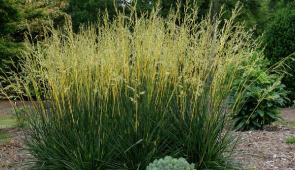 Glow Sticks Fescue - Farwest Show | Portland, Oregon
