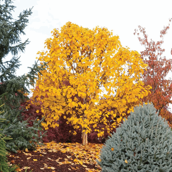 Cinnamon Curls® Dwarf Korean Birch - Farwest Show | Portland, Oregon