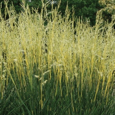 Glow Sticks Fescue – Farwest Show | Portland, Oregon